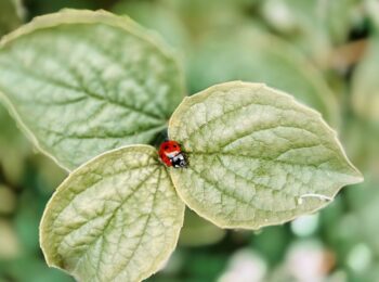 Label Clef Verte : Les établissements de tourisme responsable - Conseil CHR